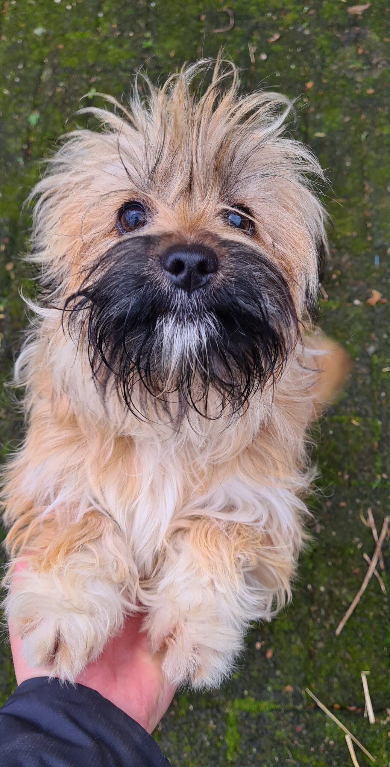 Pippa | Team Pro Animal