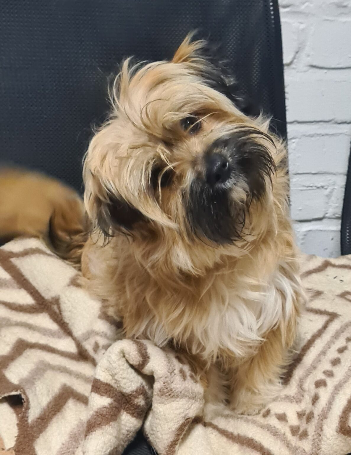 Pippa | Team Pro Animal