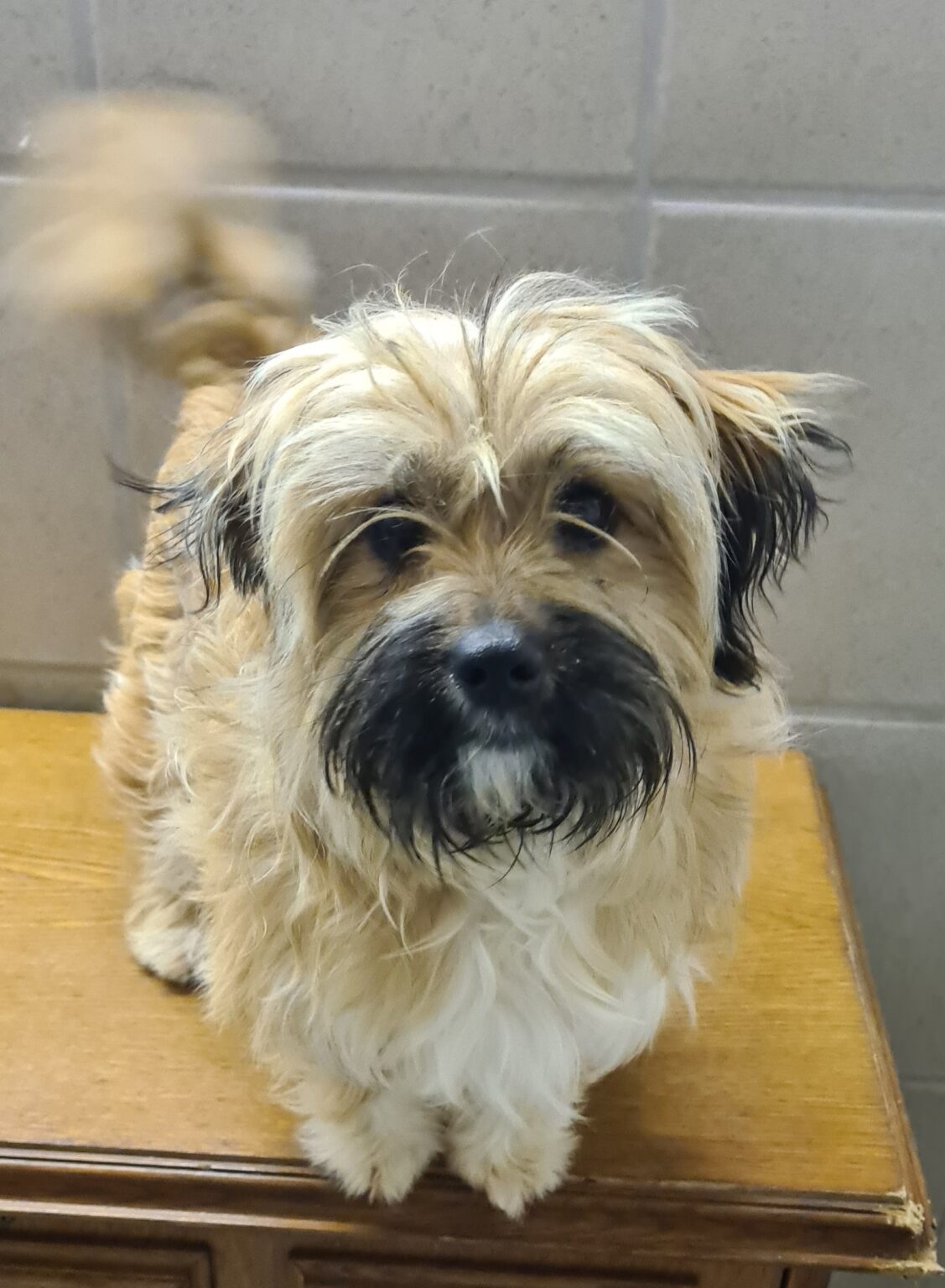 Pippa | Team Pro Animal