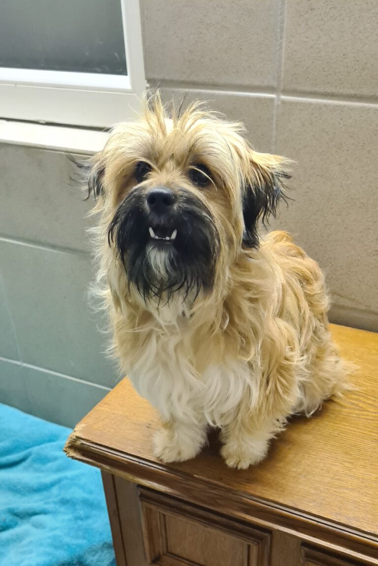 Pippa | Team Pro Animal